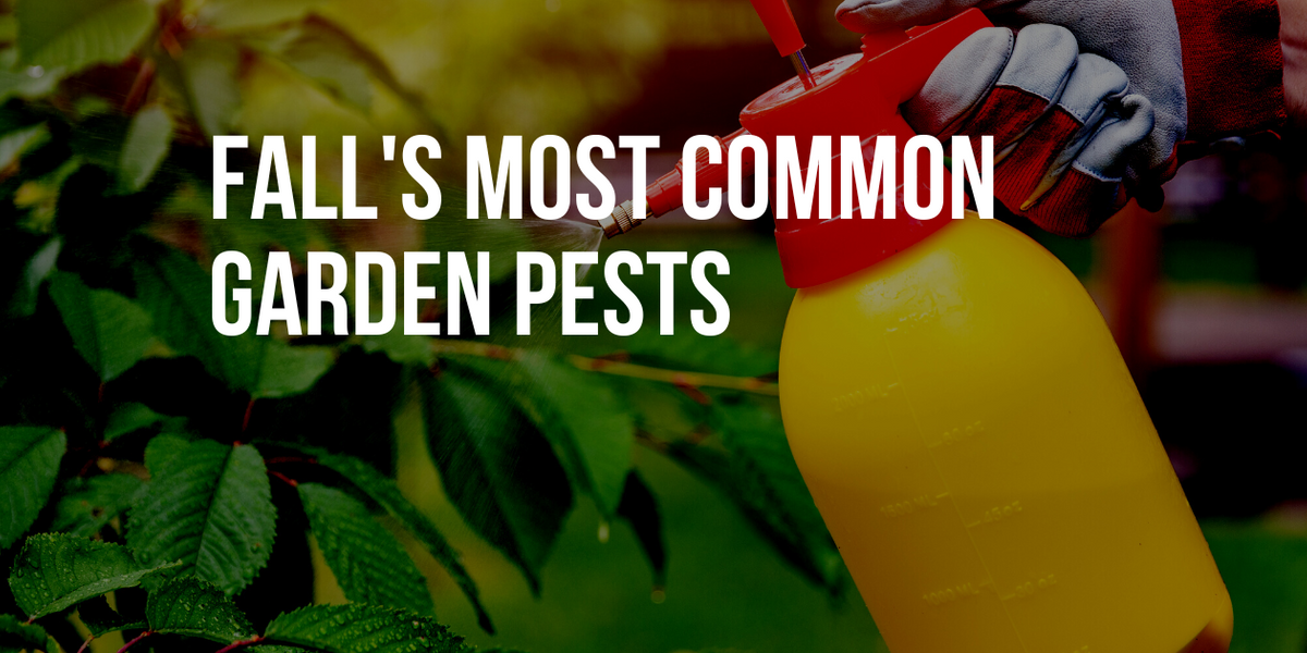 Fall's Most Common Garden Pests: Identifying and Defending Against Aut