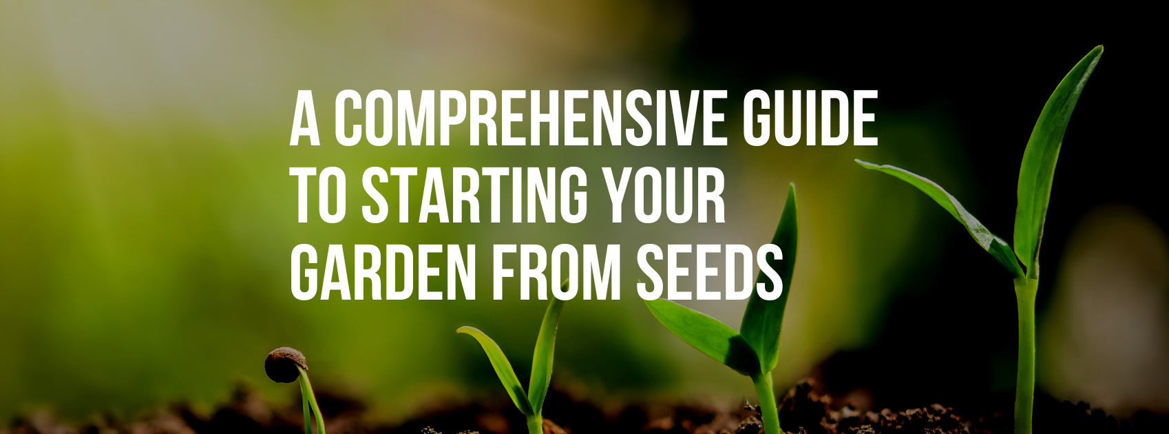 A Comprehensive Guide to Starting Your Garden from Seeds