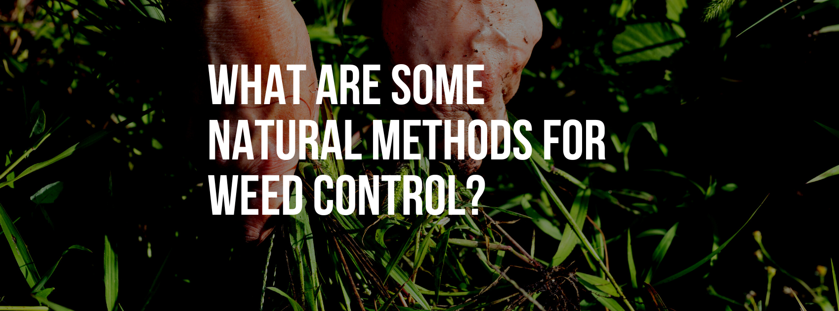 What are some natural methods for weed control?