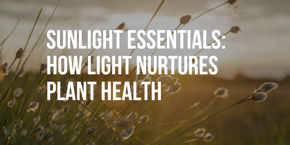 Sunlight Essentials: How Light Nurtures Plant Health