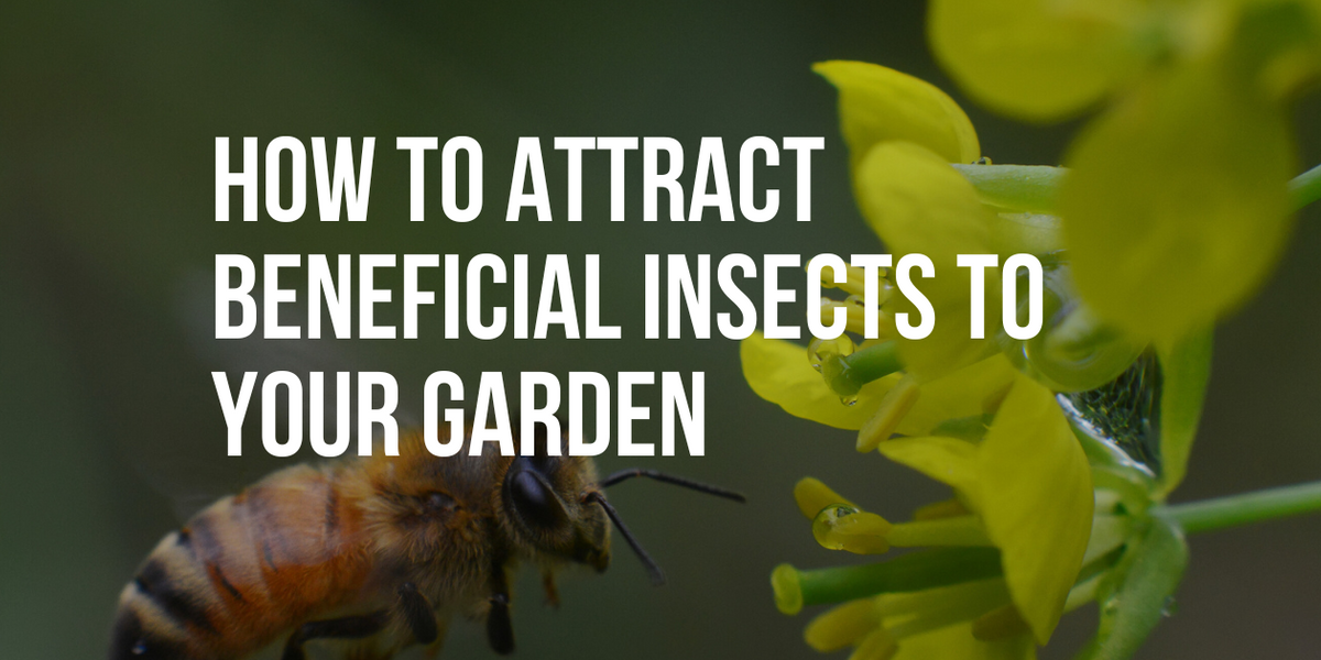 How to Attract Beneficial Insects to Your Garden