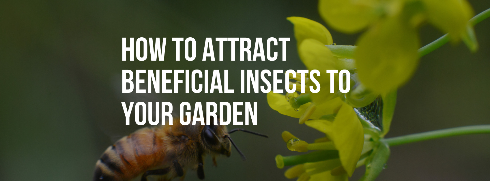 How to Attract Beneficial Insects to Your Garden